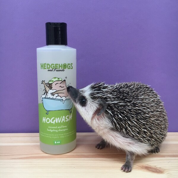 Hedgehog - Etsy