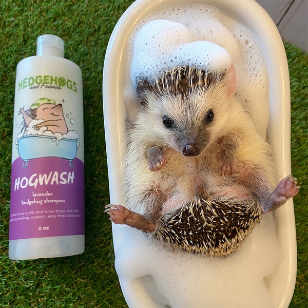 Hedgehog Accessories - Etsy