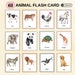 Animals Flash Cards Preschool Flash Cards for Kids Animals Flash Cards ...