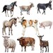 Farm Animals PNG, Farm Animals Clipart, Barn Animals Clipart, Barn ...