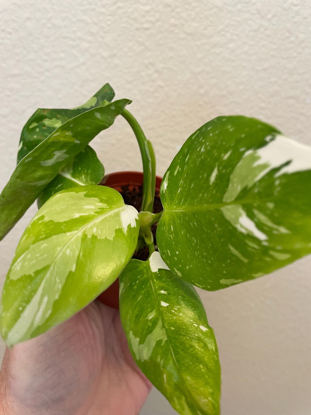 Philodendron White Wizard Marble STARTER - Live, Easy Care Houseplant ...