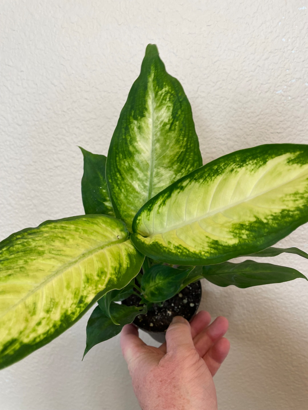 Dieffenbachia Maculata Camille Easy Care House Plant Green and White ...