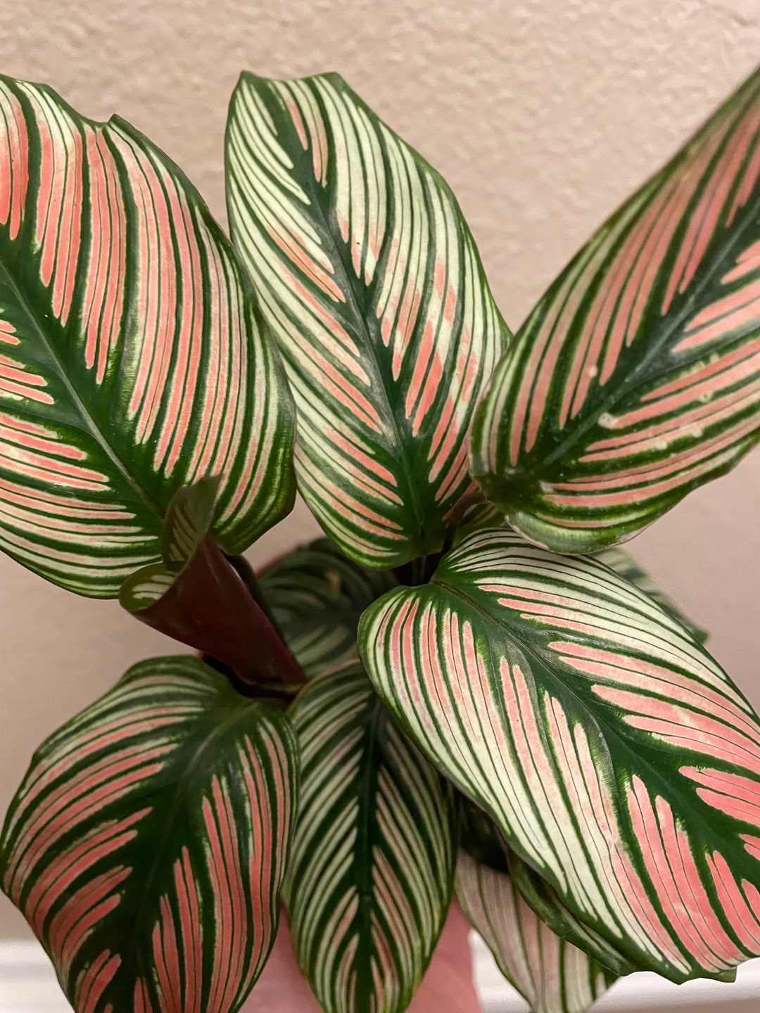 Calathea White Star Live Houseplant With White and Green Striped Leaves ...