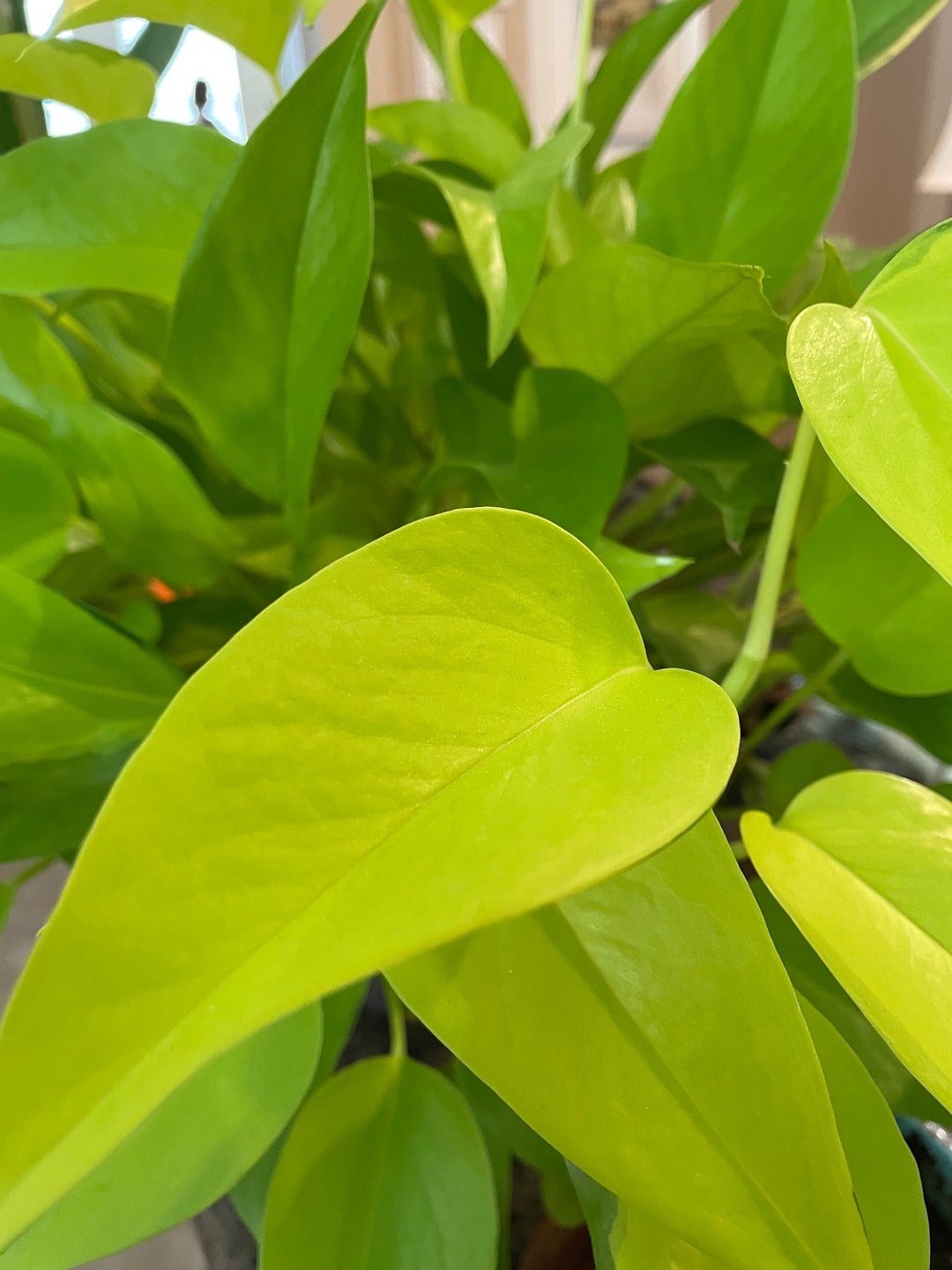 Neon Pothos Houseplant STARTERS - Vibrant Lime Green Leaves - 2” Pots ...
