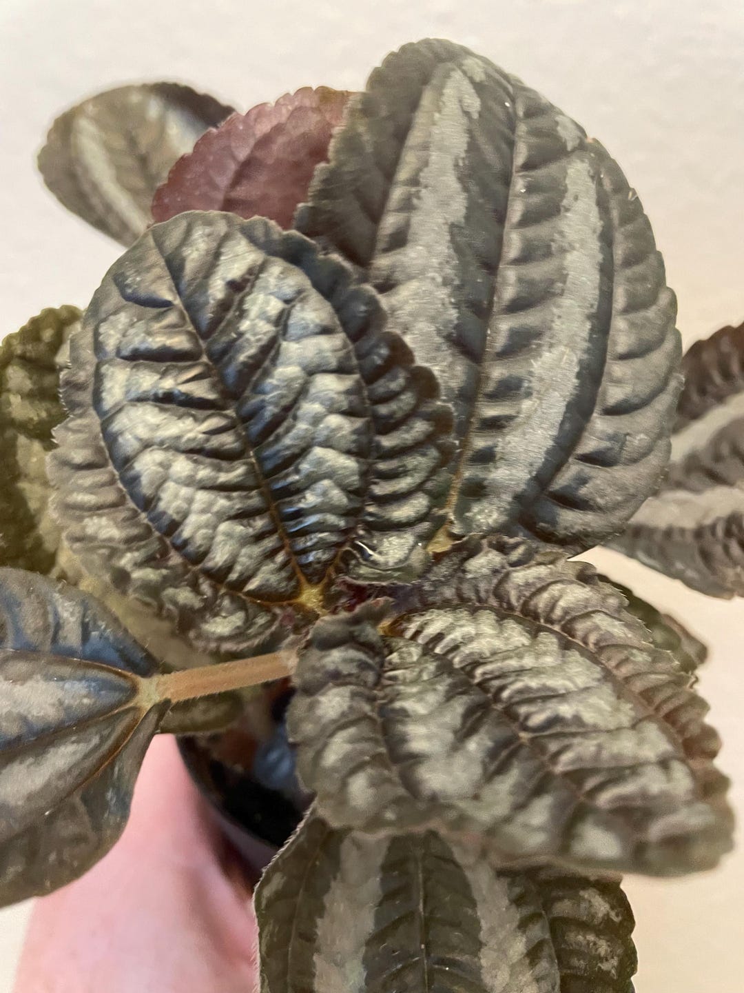 Pan Am Pilea Houseplant Vibrant Textured Bronze Leavez, Live Indoor, Easy Care, Perfect Gift ...