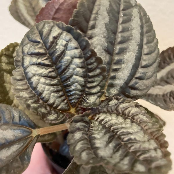 Pan Leaf Plant - Etsy