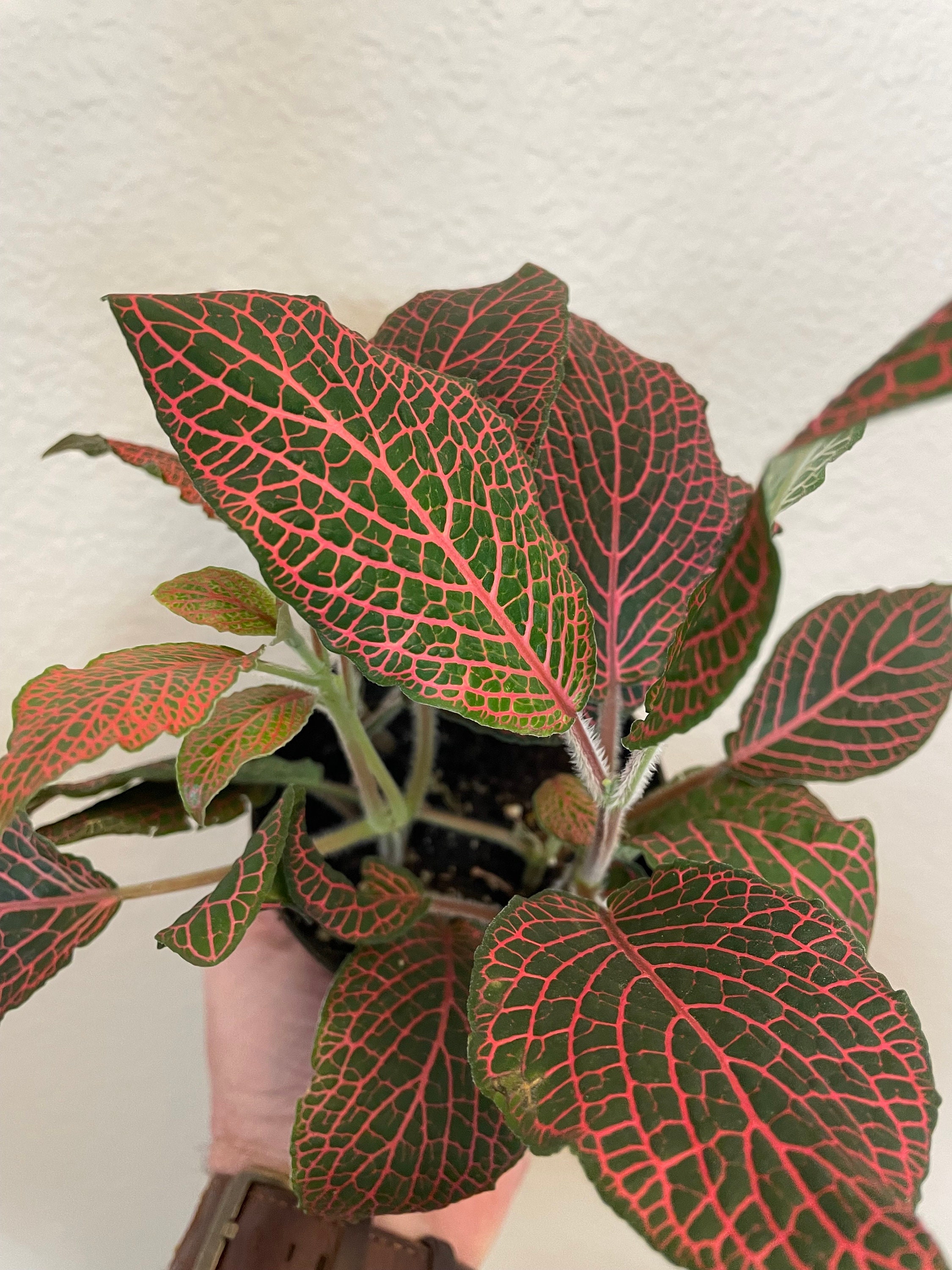 Fittonia Red Anne Nerve Plant Green Leaves With Red Veins 4pot Live ...