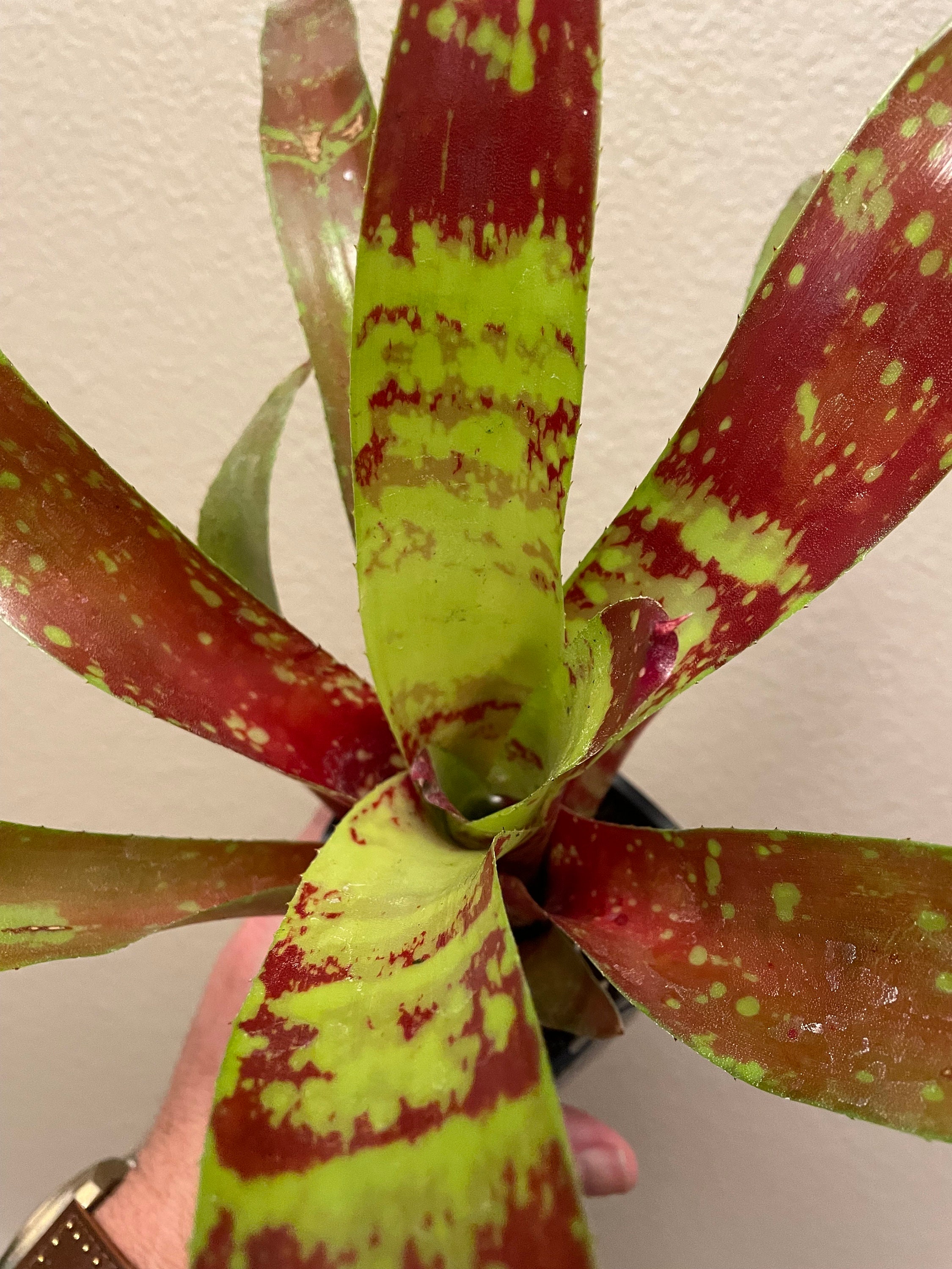 Rare Neoregelia Screaming Tiger Bromeliad Vibrant Foliage With Green ...