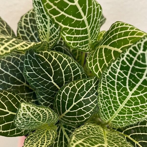 Fittonia - Etsy
