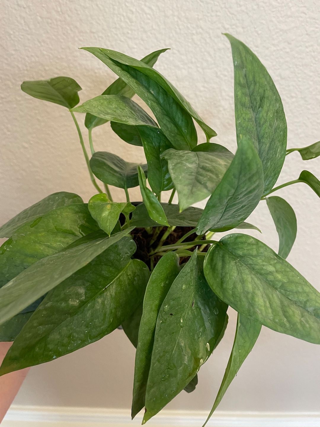 Cebu Blue Pothos Live Rare Houseplant With Silvery Blue Green Leaves ...