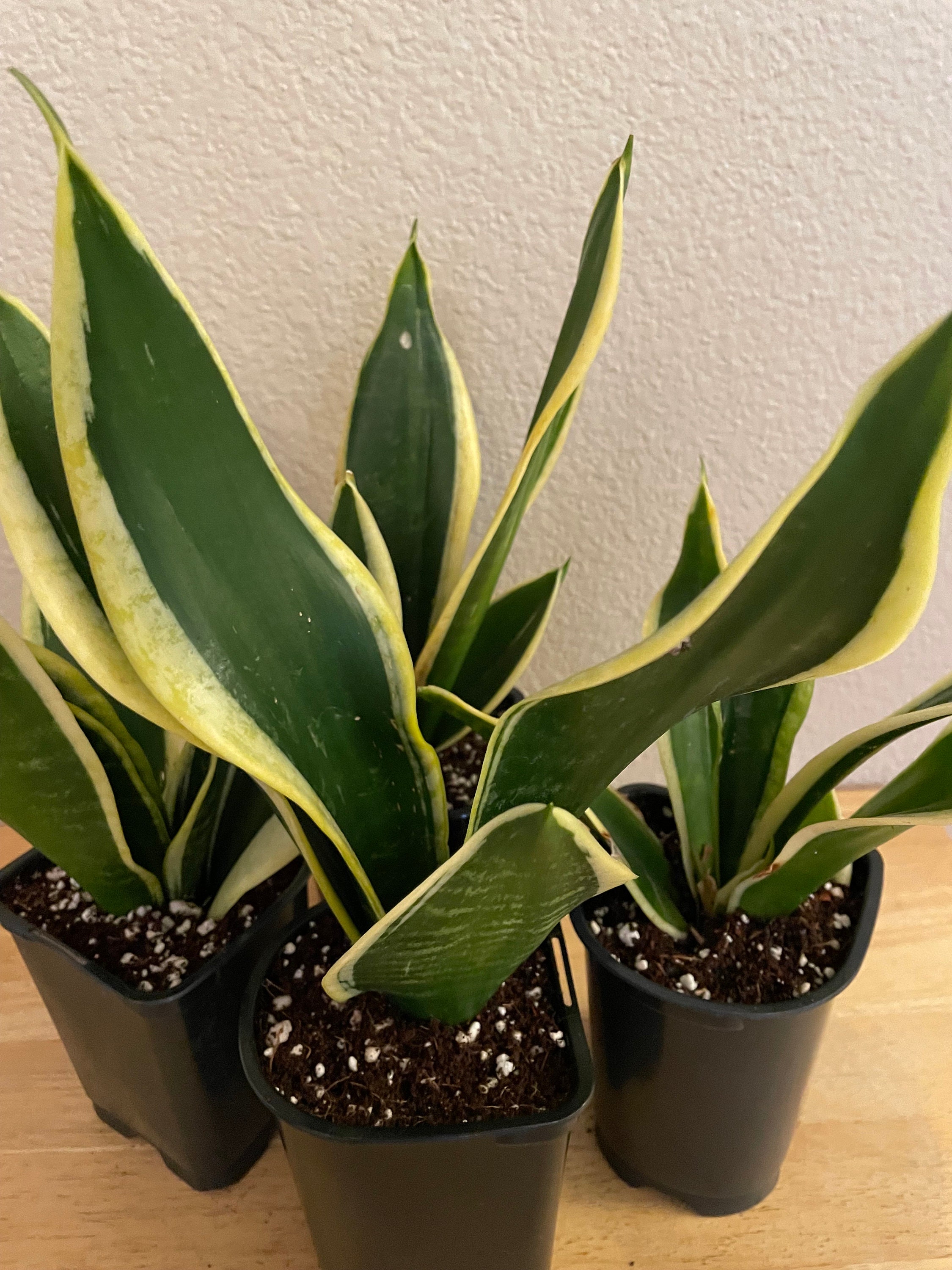 Sansevieria Black Gold Snake Plant Trifasciata in a 4 Inch Pot Live ...
