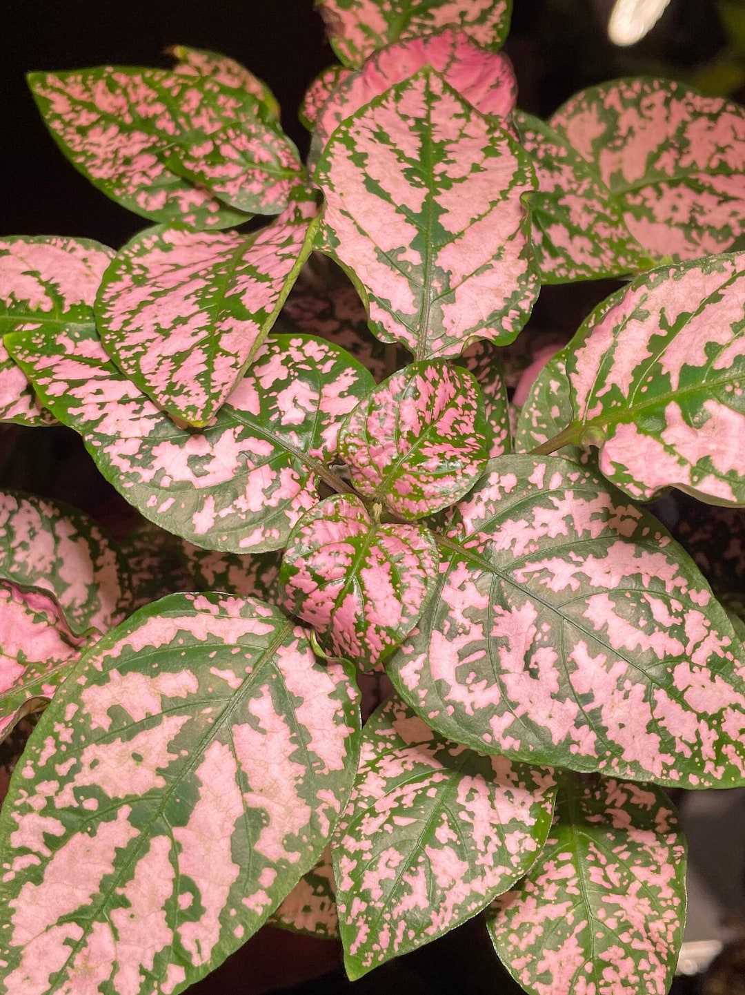 Pink Splash Polka Dot Hypoestes House Plant Green, White, Pink ... Pink Splash Polka Dot Hypoestes House Plant Green, White, Pink ...