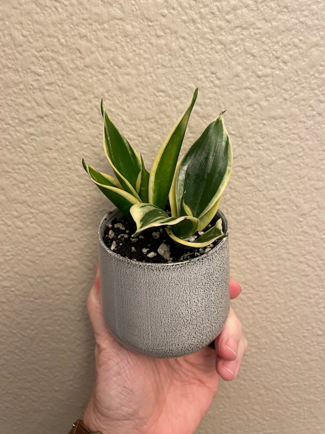 Sansevieria Black Gold Snake Plant in New Decorative Pot - Green Yellow ...