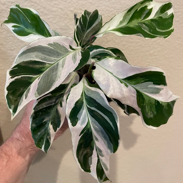 Calathea - Etsy