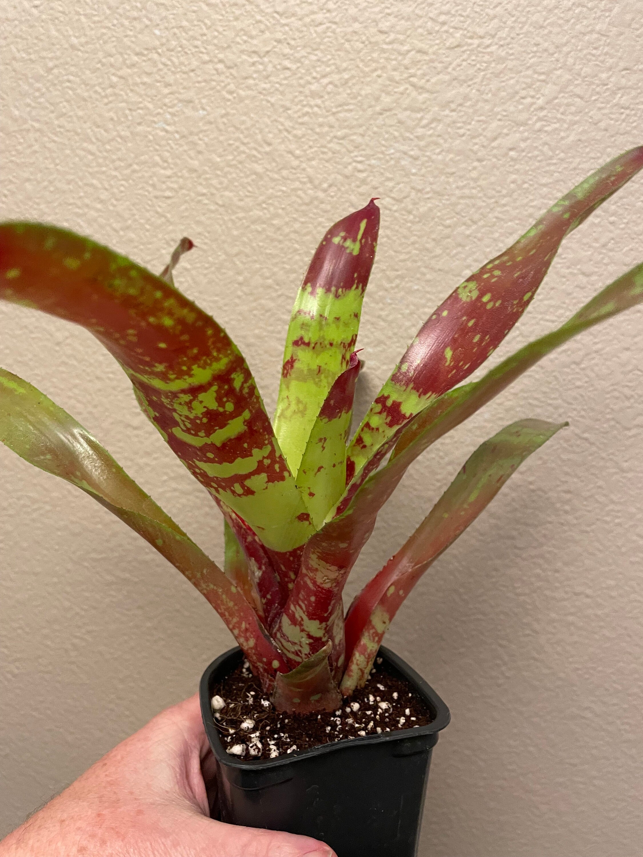 Rare Neoregelia Screaming Tiger Bromeliad Vibrant Foliage With Green ...