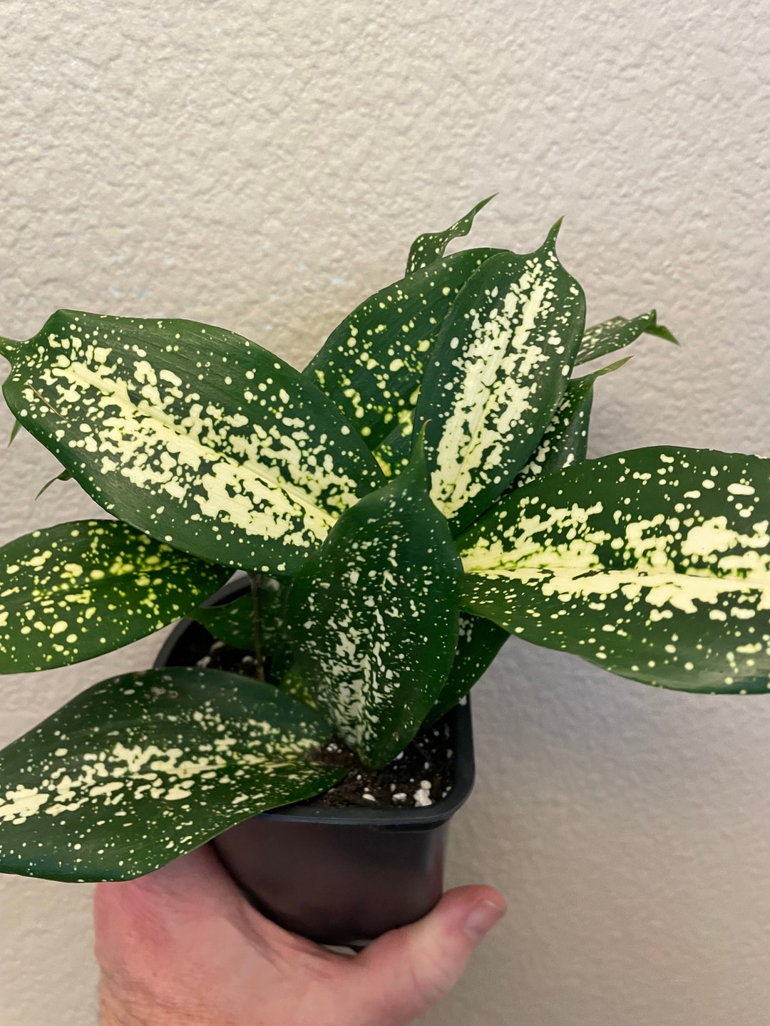 Dracaena Godseffiana Gold Dust Green and Yellow Leaves Tropical 4 ...