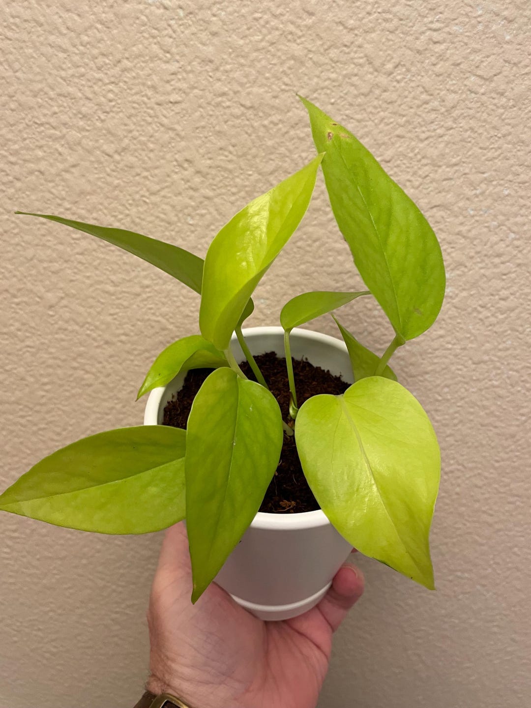 Live Neon Pothos 4 New White Resin Pot, Vibrant Chartreuse Lime Green ...
