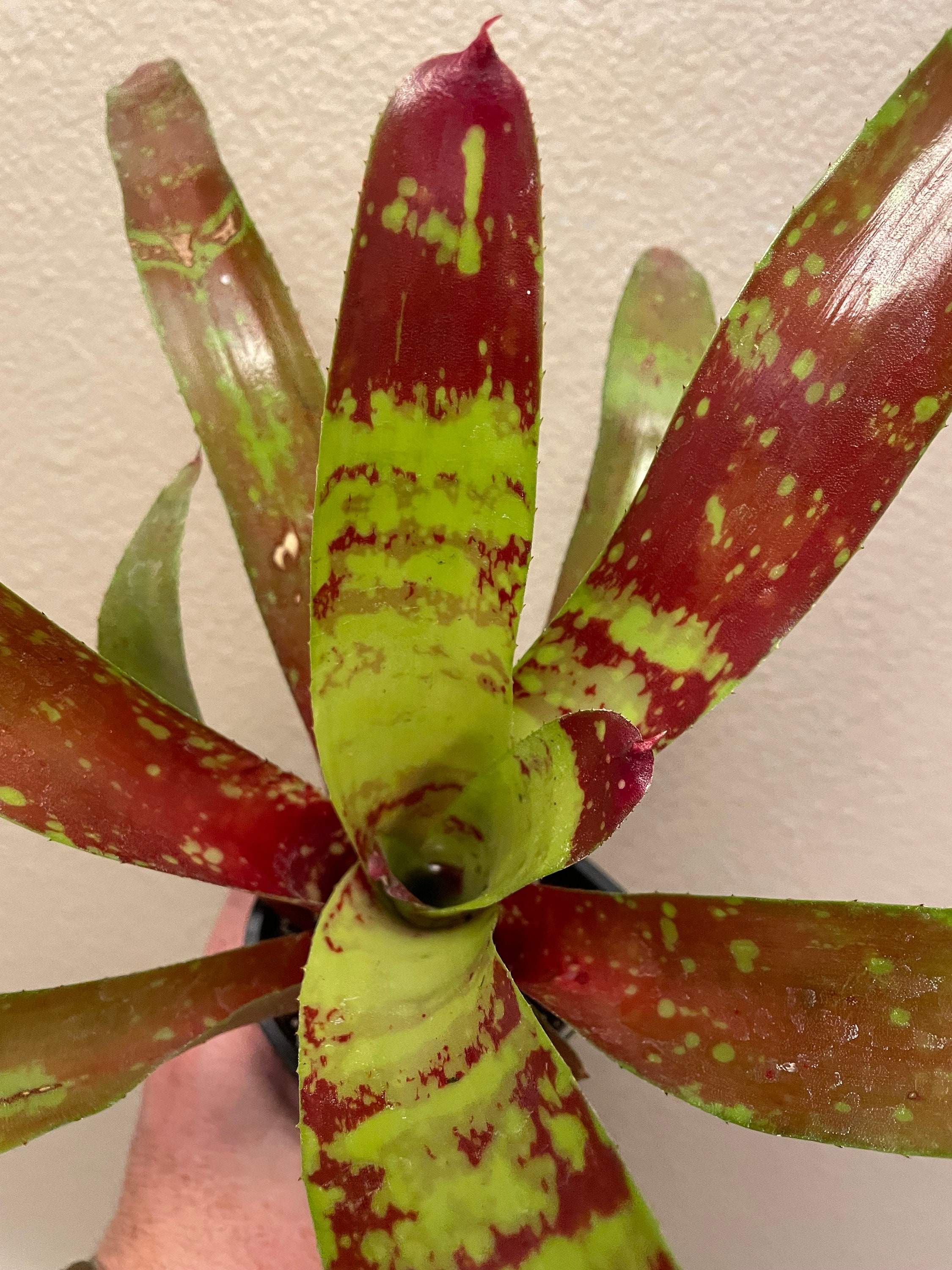 Rare Neoregelia Screaming Tiger Bromeliad Vibrant Foliage With Green ...