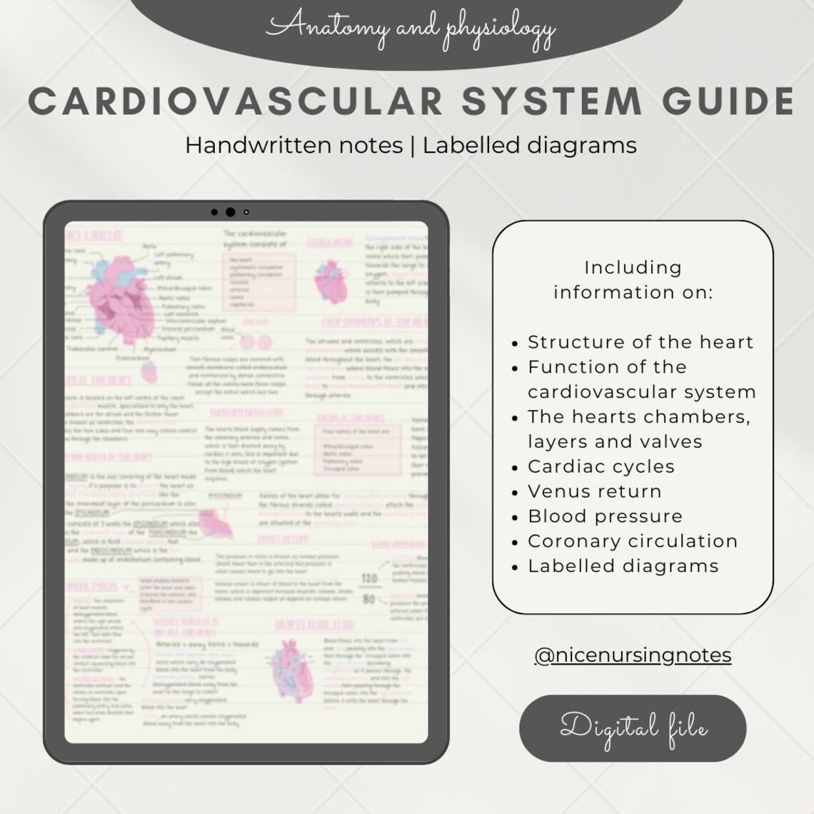 Anatomy and Physiology, Cardiovascular System Guide, Circulatory System ...