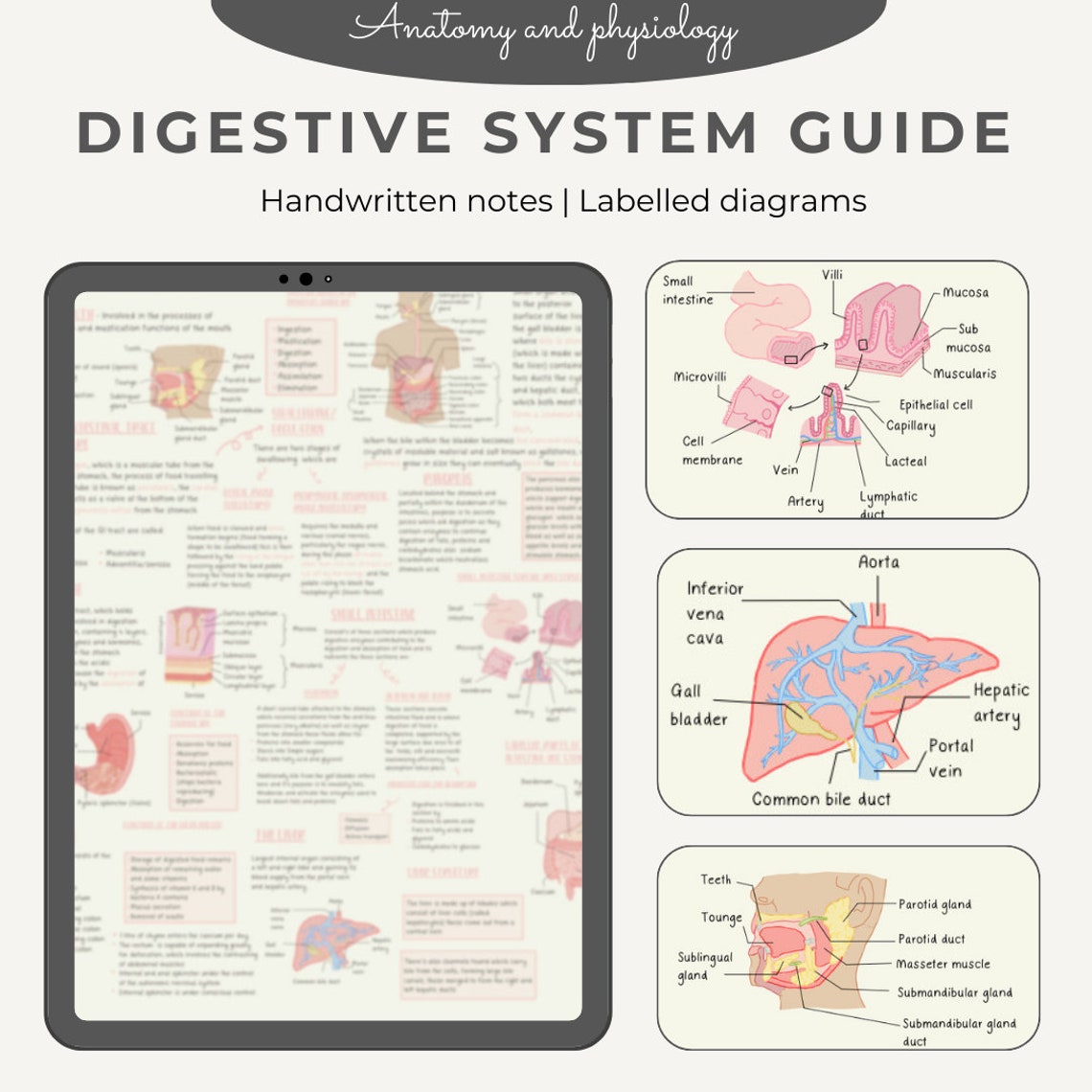 The Digestive System Guide, Nursing Notes, Anatomy and Physiology ...