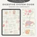 Anatomy and Physiology Guide the Digestive System Guide - Etsy