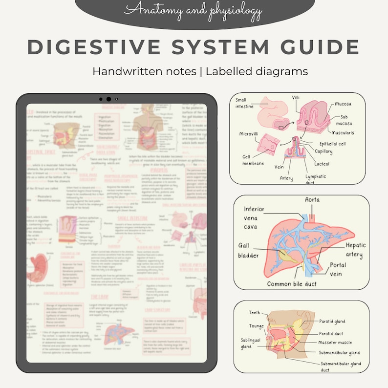 The Digestive System Guide, Nursing Notes, Anatomy and Physiology ...