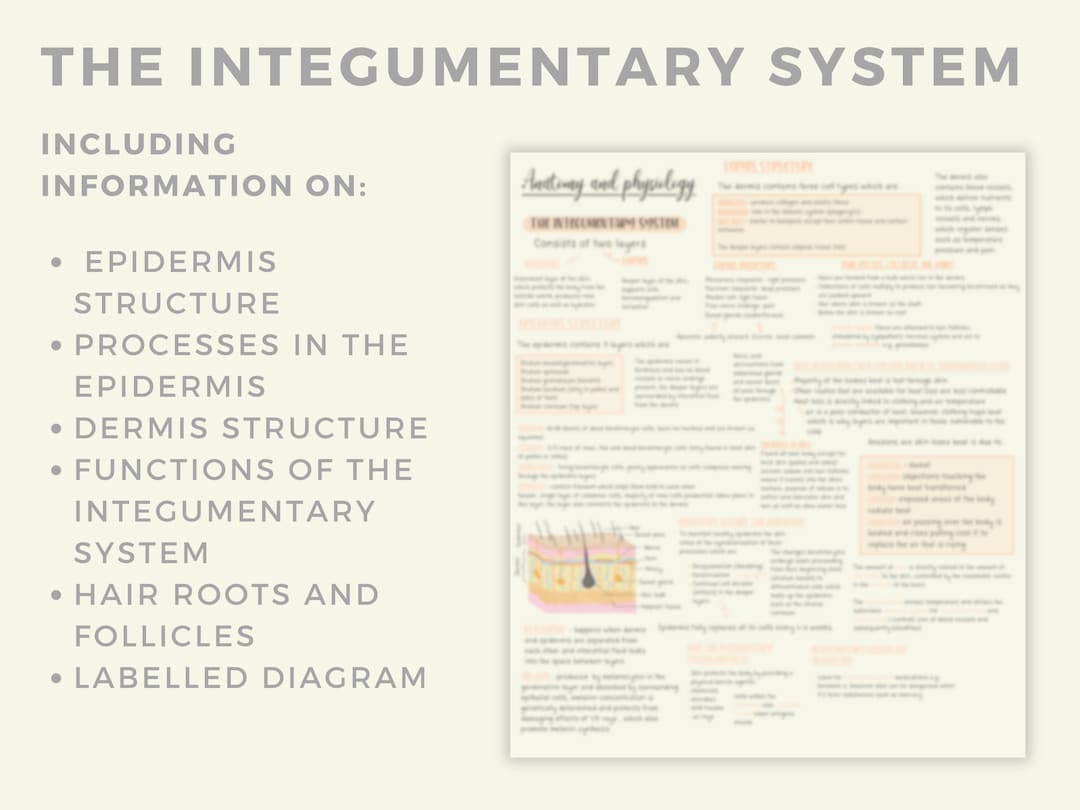 Anatomy and Physiology Layers of the Skin Guide, Nursing Notes, Anatomy ...