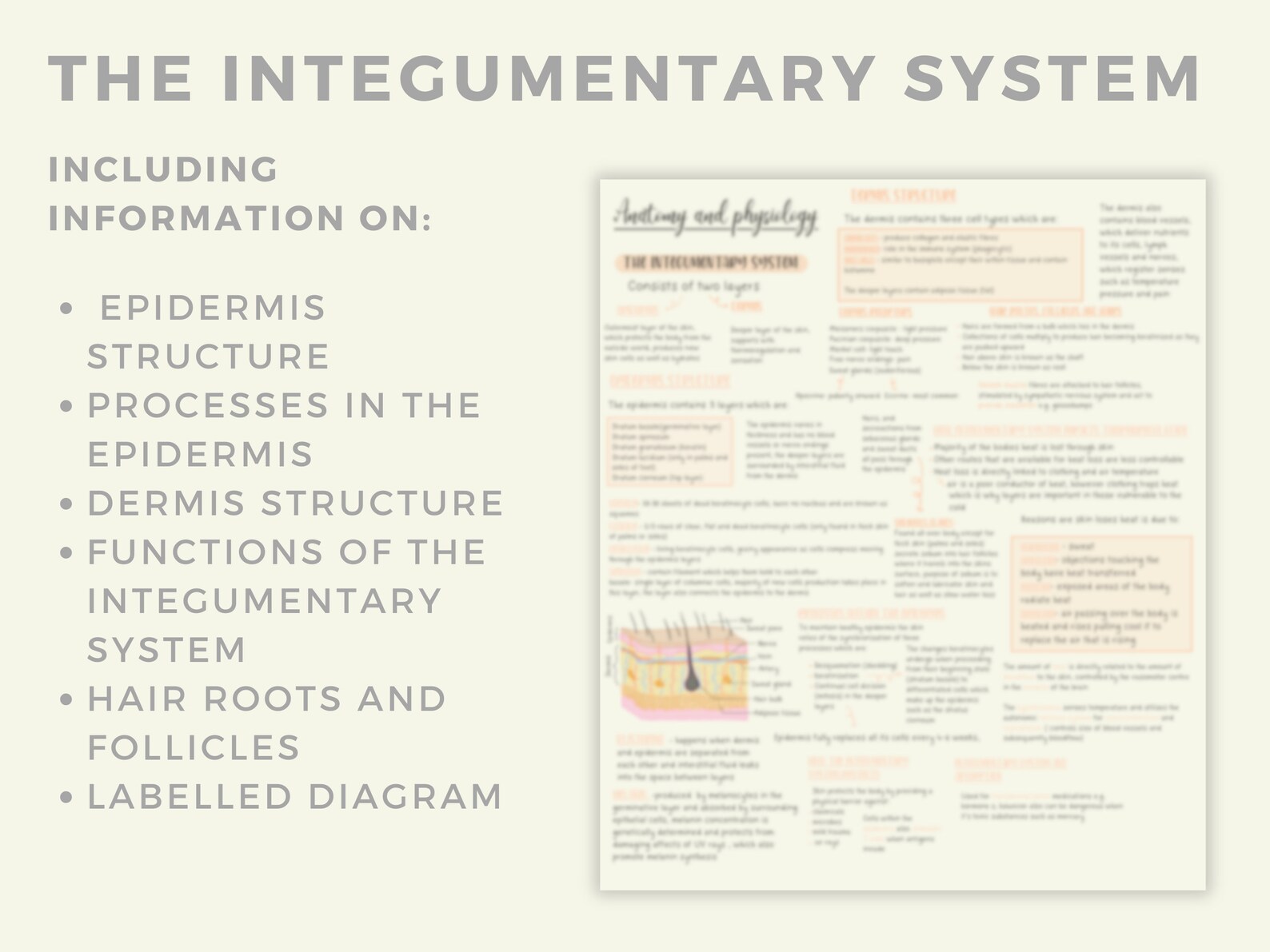Anatomy and Physiology Layers of the Skin Guide, Nursing Notes, Anatomy ...