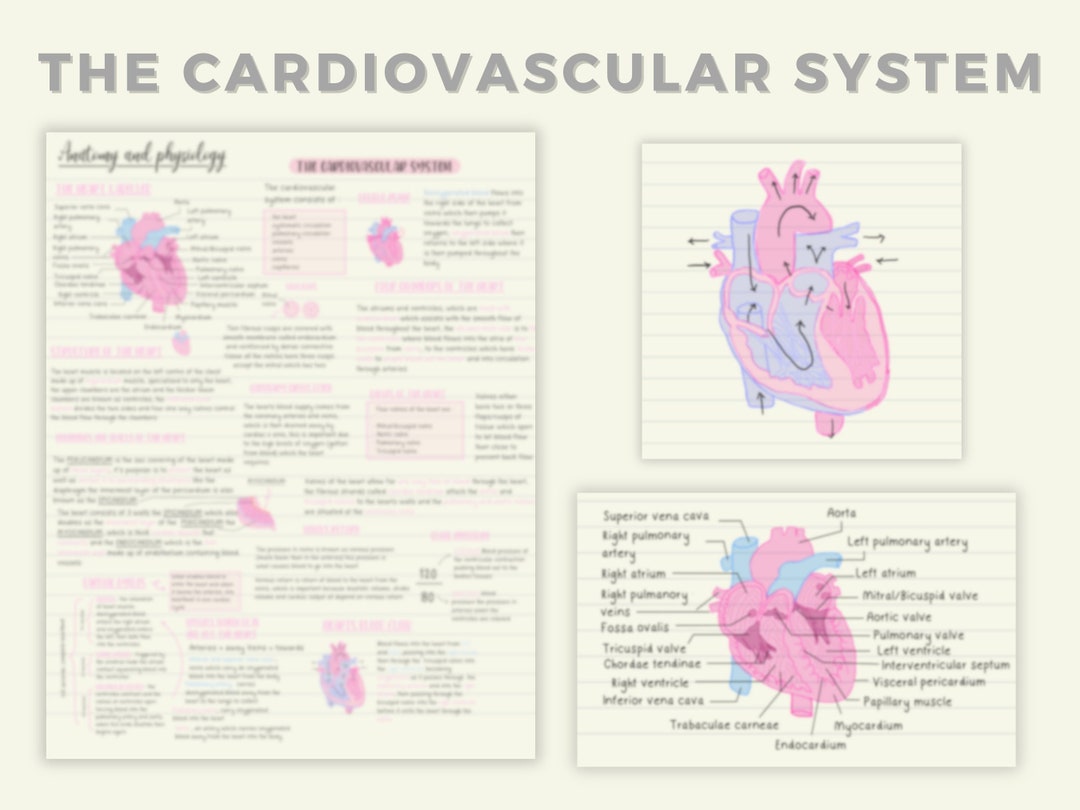 Anatomy and Physiology-cardiovascular System Guide - Etsy