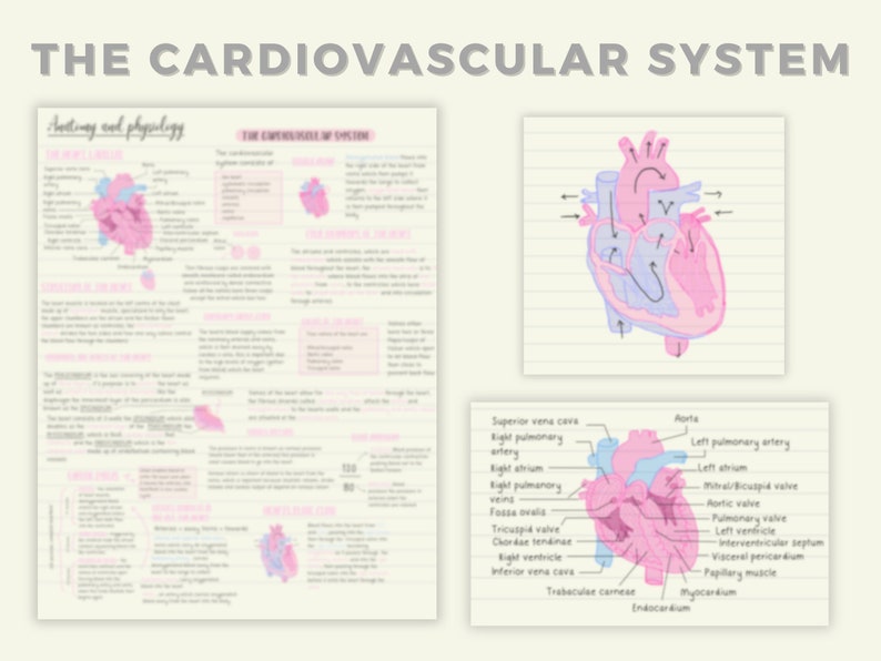 Anatomy and Physiology-cardiovascular System Guide - Etsy