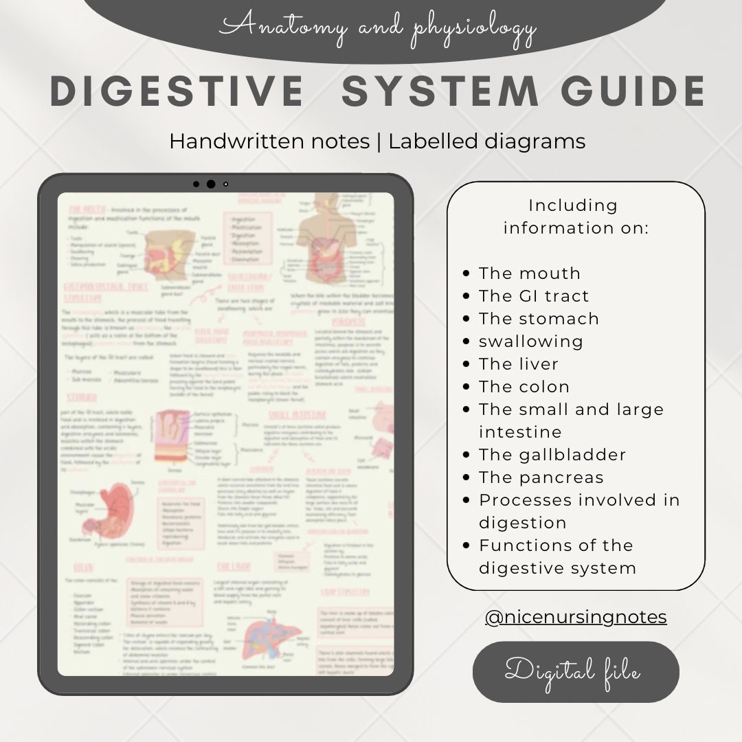 Anatomy and Physiology Guide the Digestive System Guide - Etsy