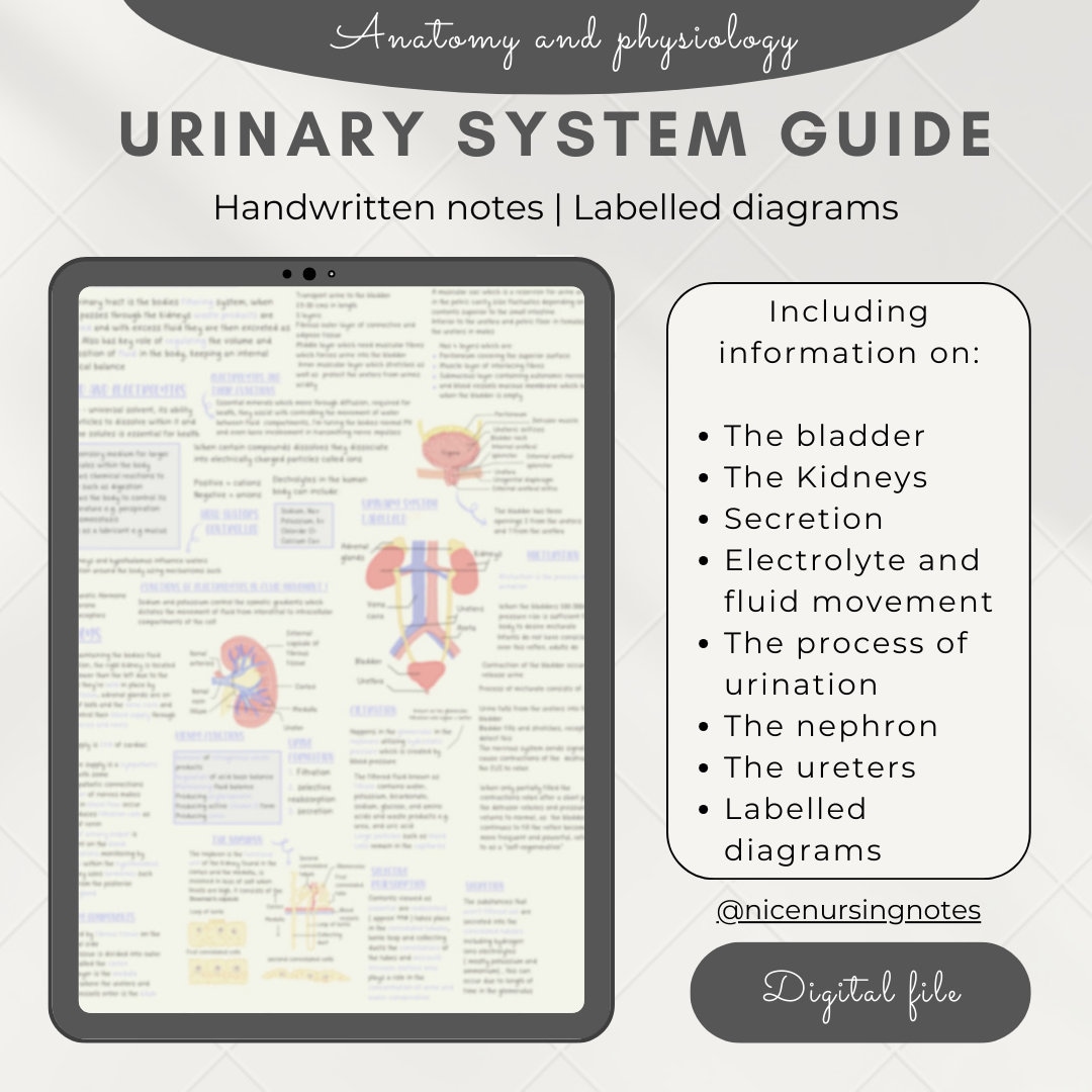 Renal System Guide, Urinary System Guide, Nursing Notes,anatomy and ...
