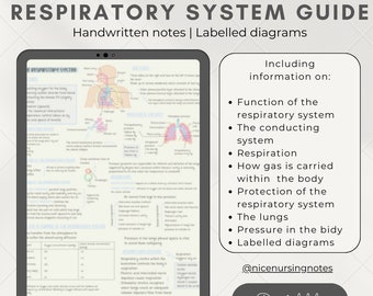 Respiratory System Study Guide - Etsy