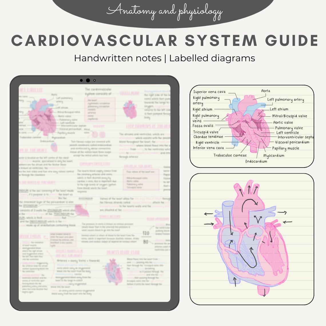 Anatomy and Physiology, Cardiovascular System Guide, Circulatory System ...