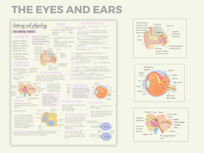 Eyes and Ears Anatomy and Physiology Guide - Etsy