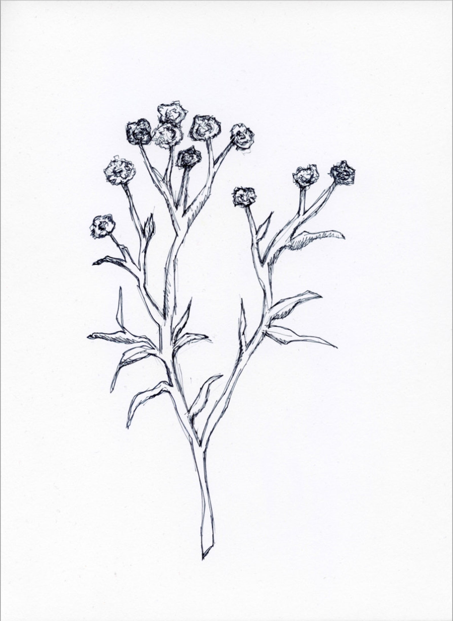 Botanical Sketch 1 Digital Download - Etsy