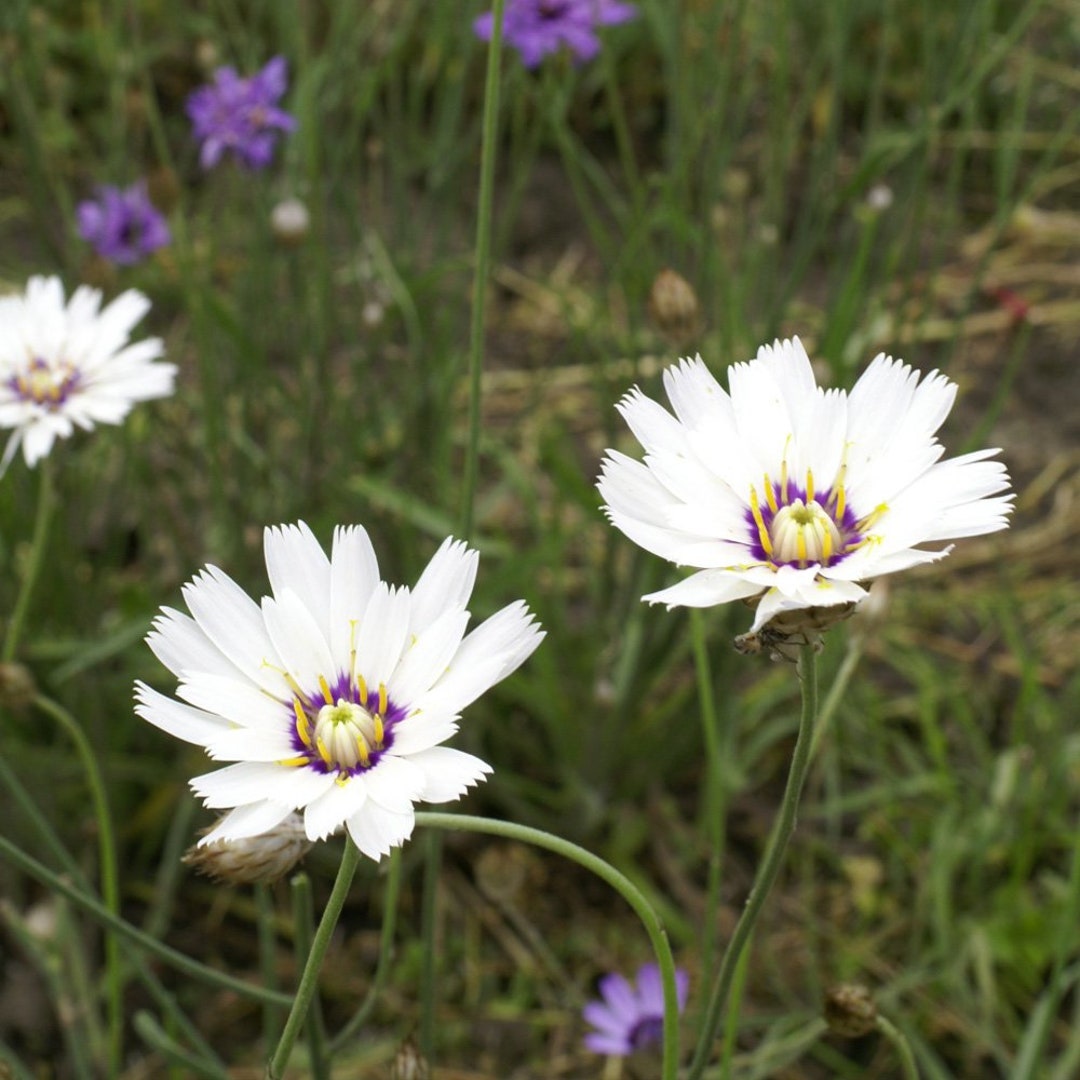 Cupid's Dart Catananche Caerulea Alba White Flower Seed - 500 Seeds - Etsy