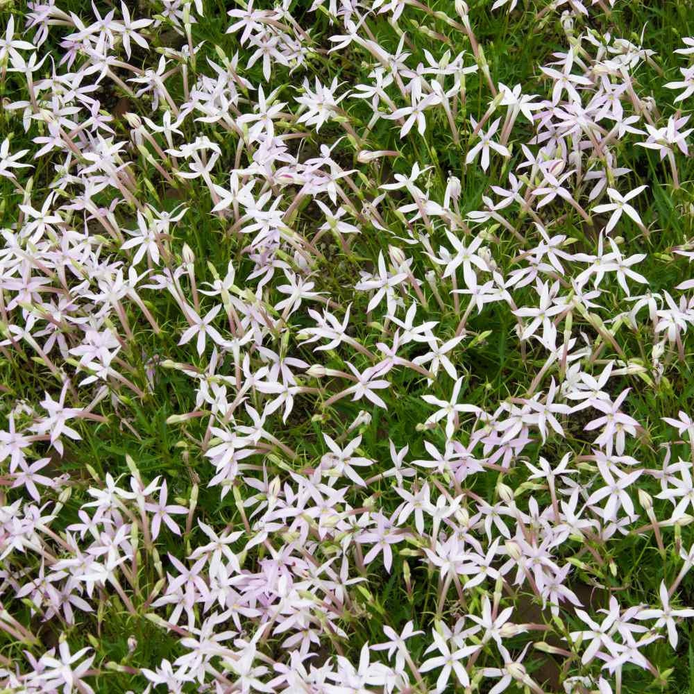 Laurentia Seeds Isotoma Axillaris Flower Seeds 50 Seeds - Etsy