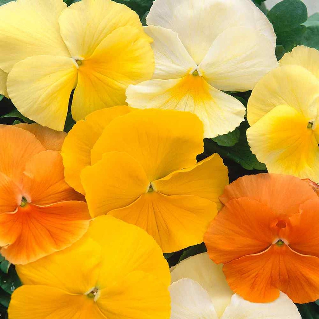 Pansy Panola XP Citrus Mix - Pansy Flower Seeds - 100 Seeds - Etsy