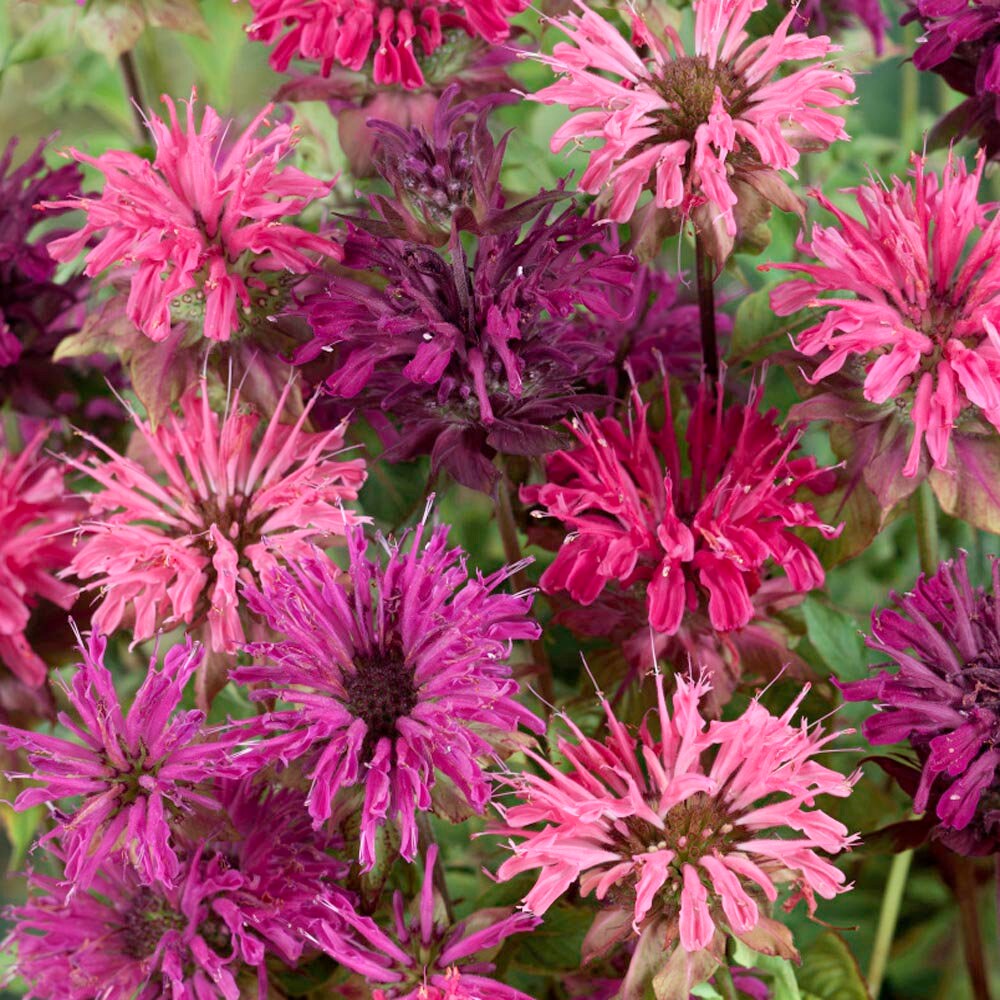 Monarda Didyma Seed - Bee Balm Mix Flower Seeds - 1000 Seeds - Etsy