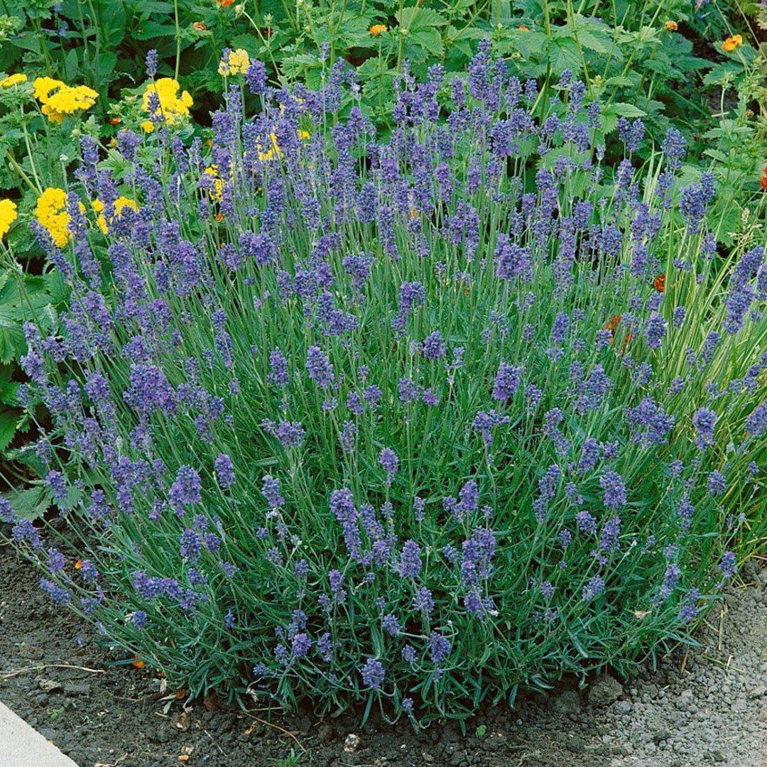 Drought Tolerant Lavender Munstead for Xeriscape Herb Gardening 2000 ...