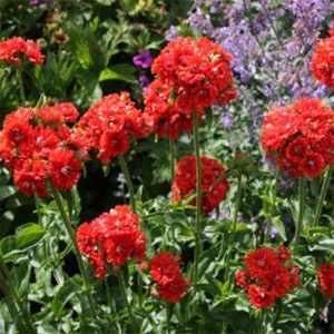 Lychnis Seeds - Maltese Cross Lychnis Chalcedonica Flower Seed - 5000 ...