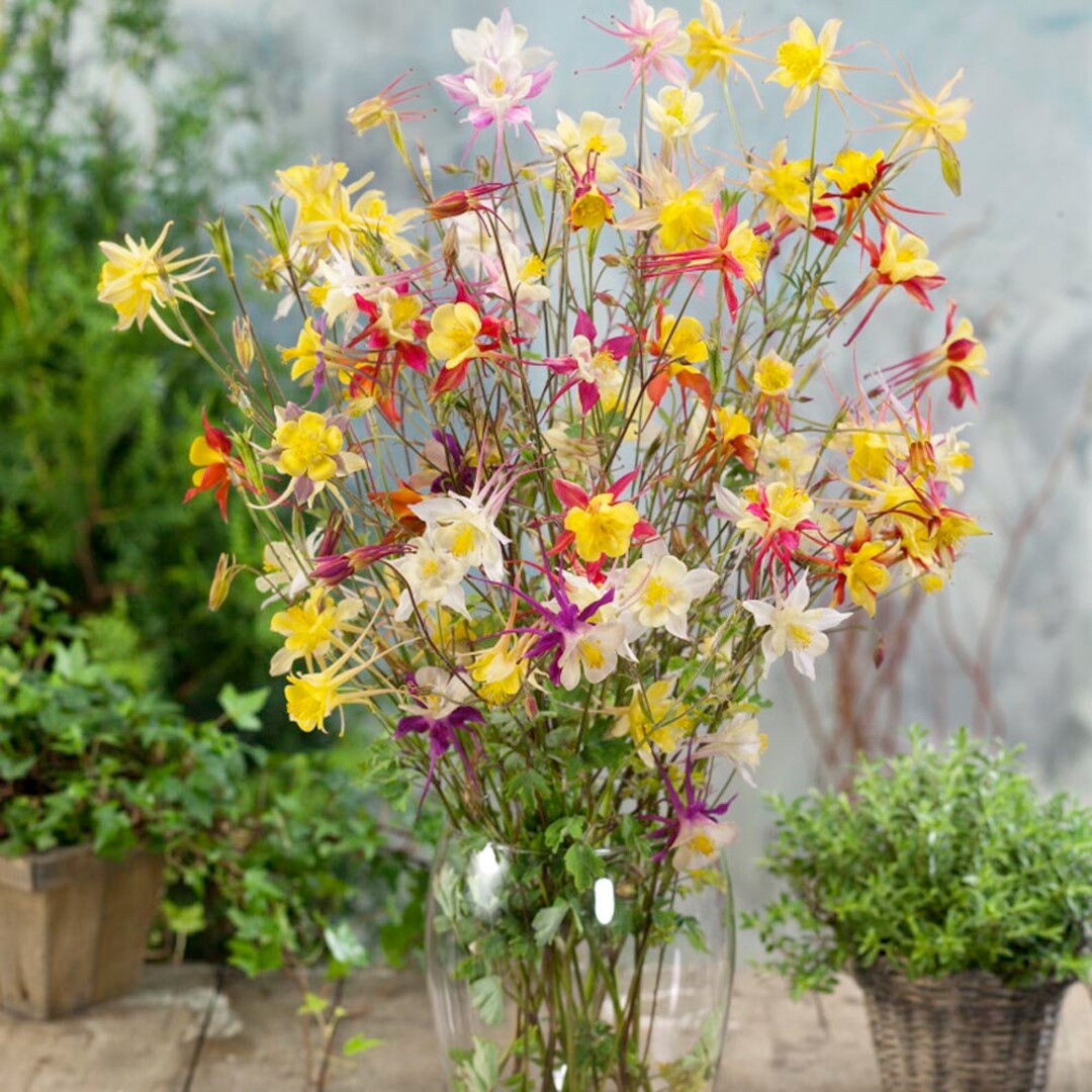 Columbine Seed - Aquilegia Caerulea Flower Seed Mix - 1000 Seeds - Etsy