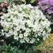 Campanula Carpatica Flower Seed White Bellflower Seeds 10000 Seeds - Etsy