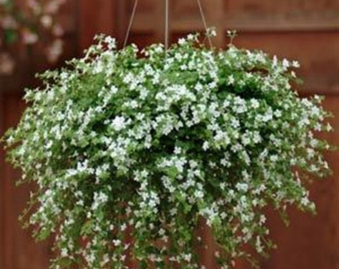 Bacopa Blutopia Seed/white Snowtopia or Pinktopia Hanging Basket ...
