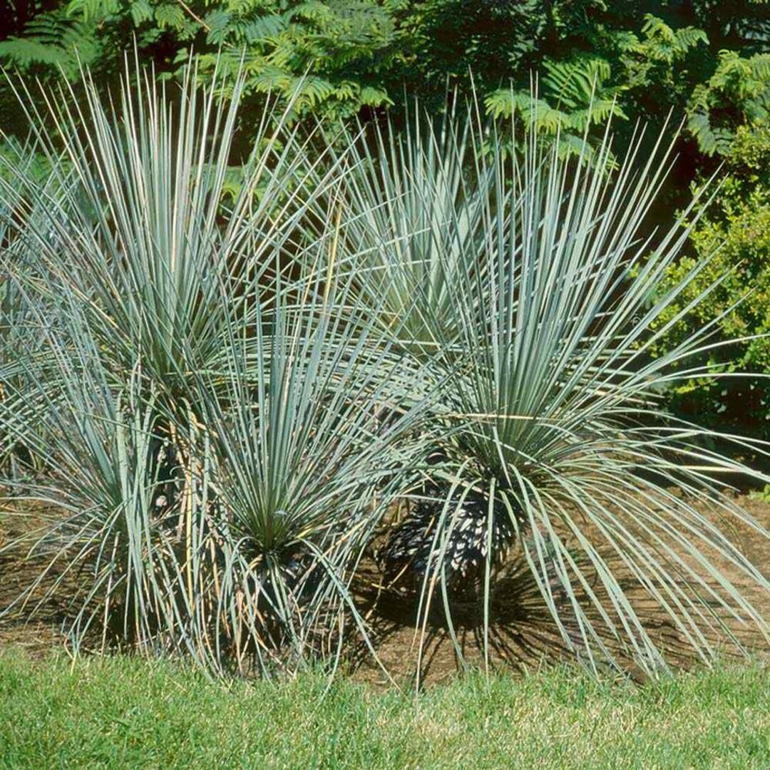 Soapweed Yucca Glauca Drought Tolerant Garden Plant Seeds - 100 Seeds ...