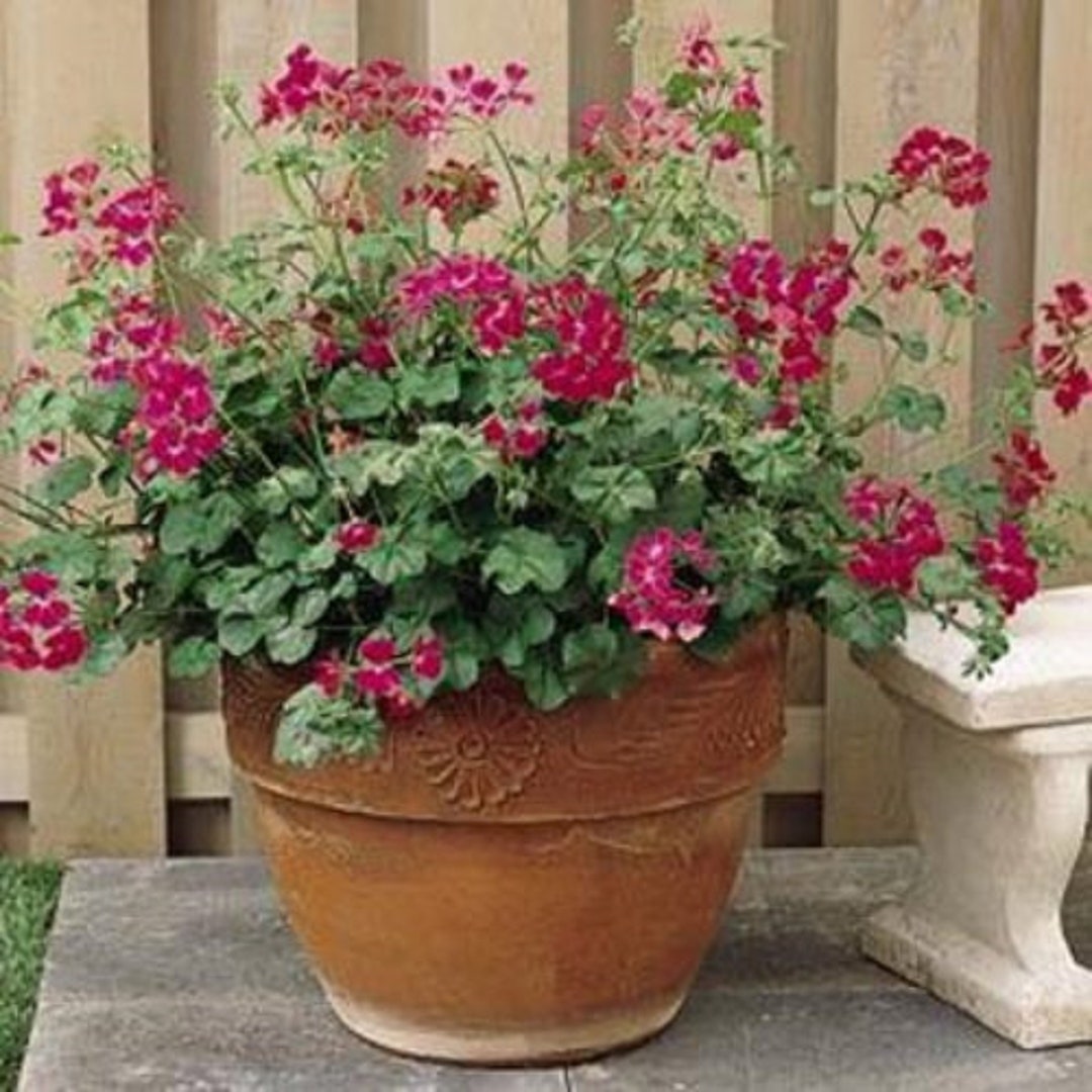 Geranium Summer Showers Fuchsia Geranium Seeds - 20 Seeds - Etsy