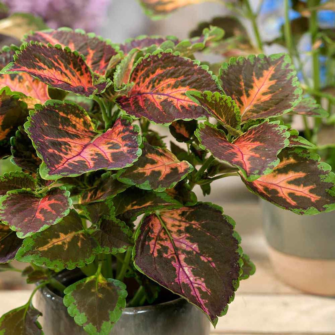 Wizard Coral Sunrise Coleus Seeds - Foliage Plant Seeds - 200 Seeds - Etsy