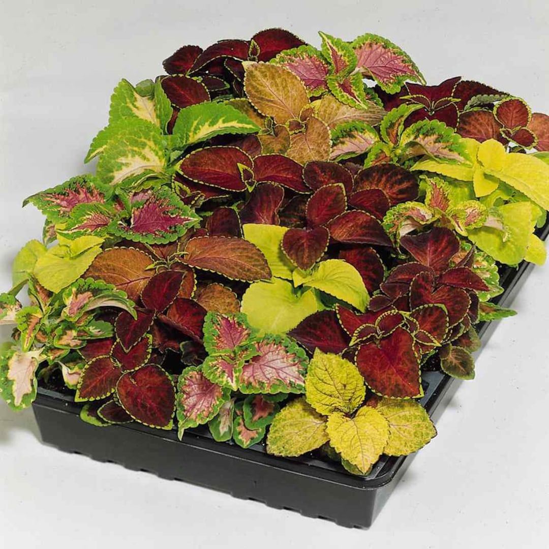 Coleus Seeds - Wizard Flower Seed Mix - Shade Garden Plants - 200 Seeds ...