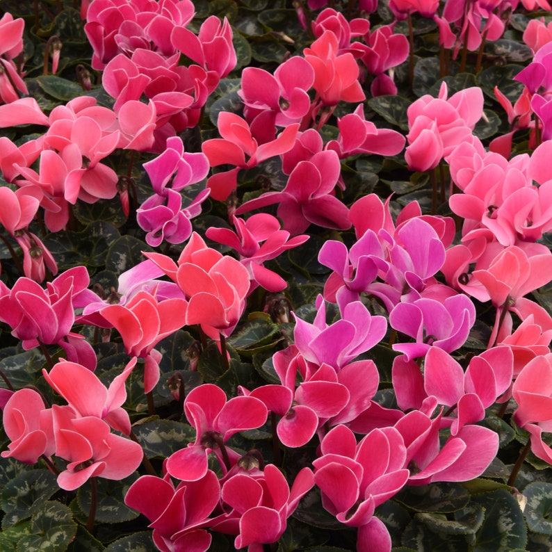 Cyclamen Seeds - Cyclamen Persicum Butterfly Mix Flower Seed - 10 Seeds ...